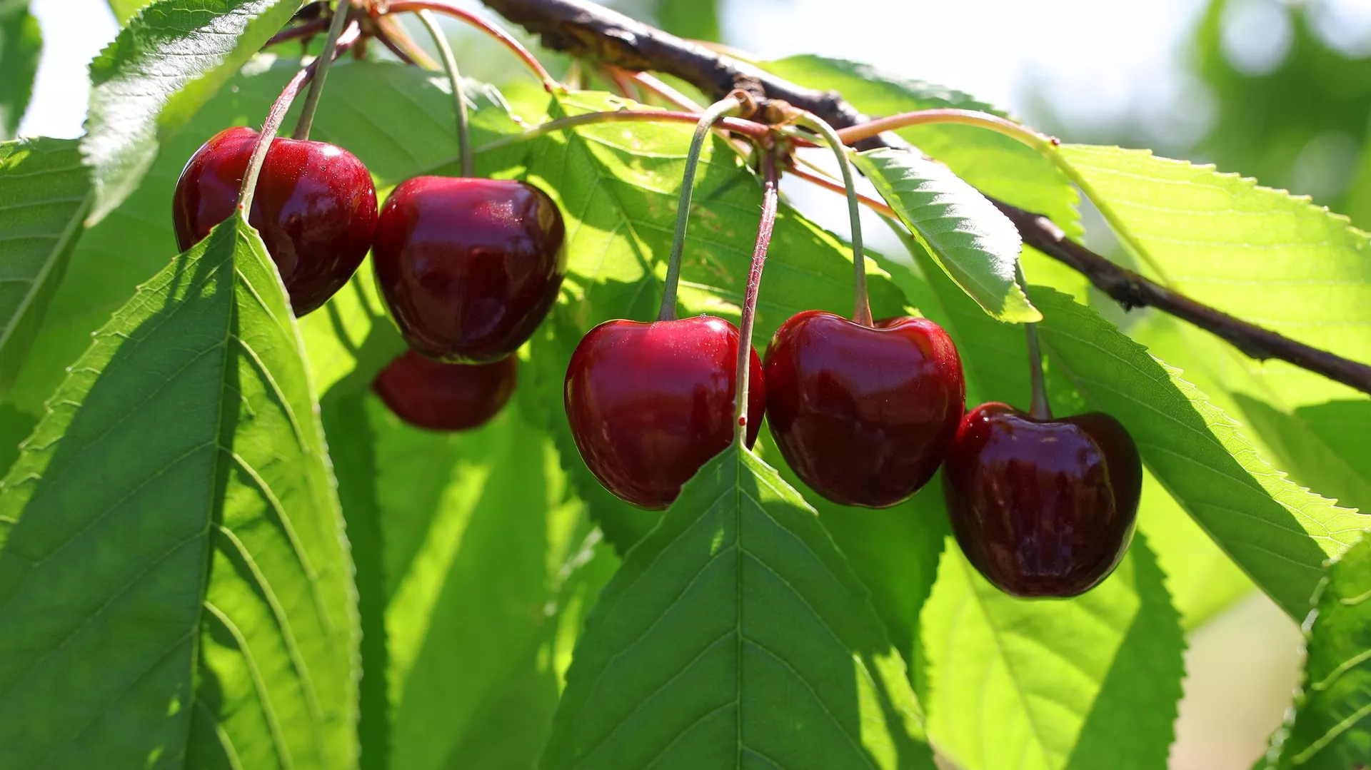 "El auge de las cerezas": Chile va por el récord de exportación por el ...