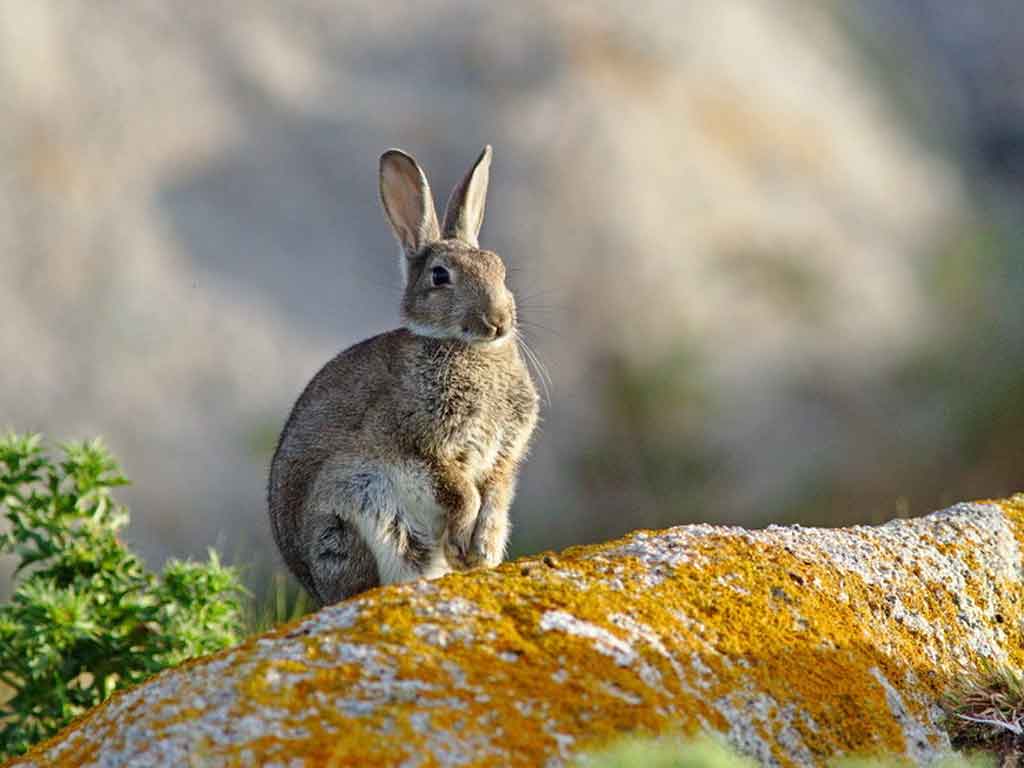 Invasión de la liebre europea afecta desierto de Atacama - Noticias y ...