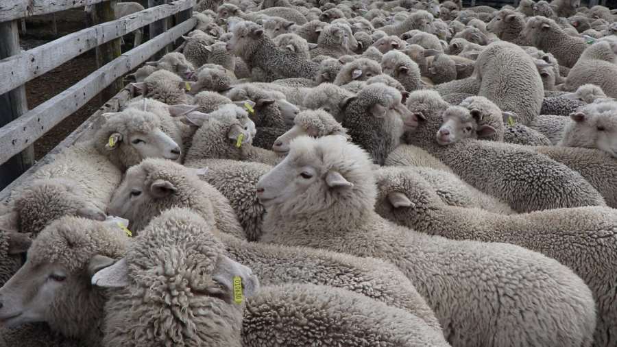 Primera capacitación en Bienestar Animal: INIA Kampenaike formará a ...